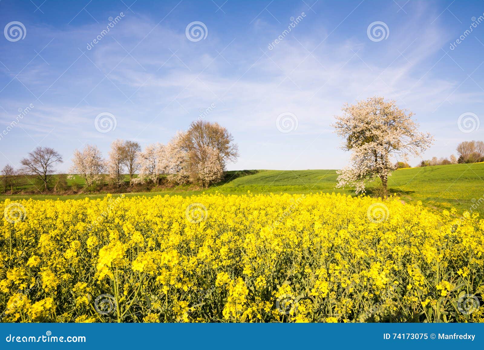 Landscape with a Flowering Tree Stock Image - Image of field ...