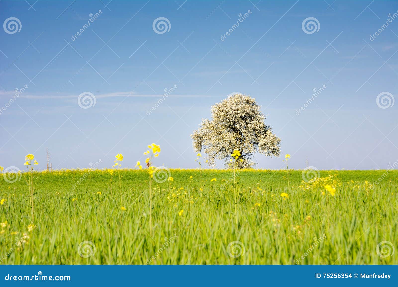 Landscape with a Flowering Tree Stock Photo - Image of nature, spring ...