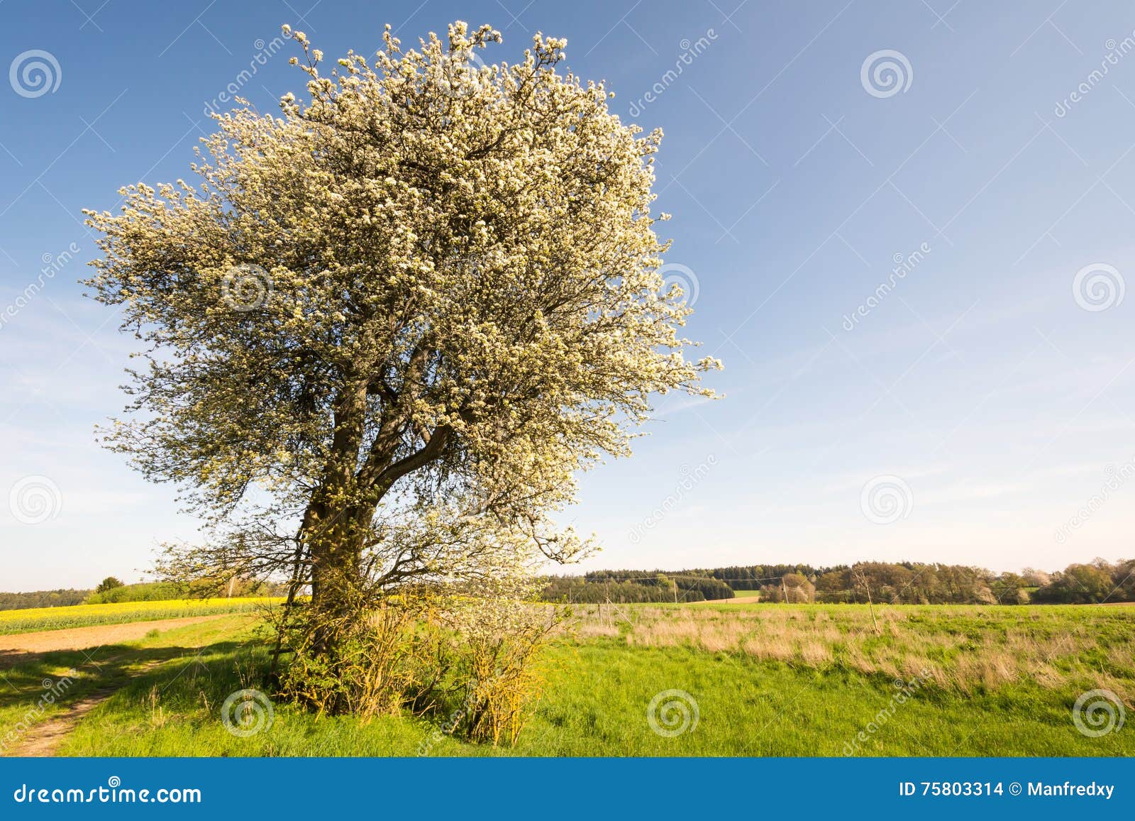 Landscape with a Flowering Tree Stock Photo - Image of bloom ...