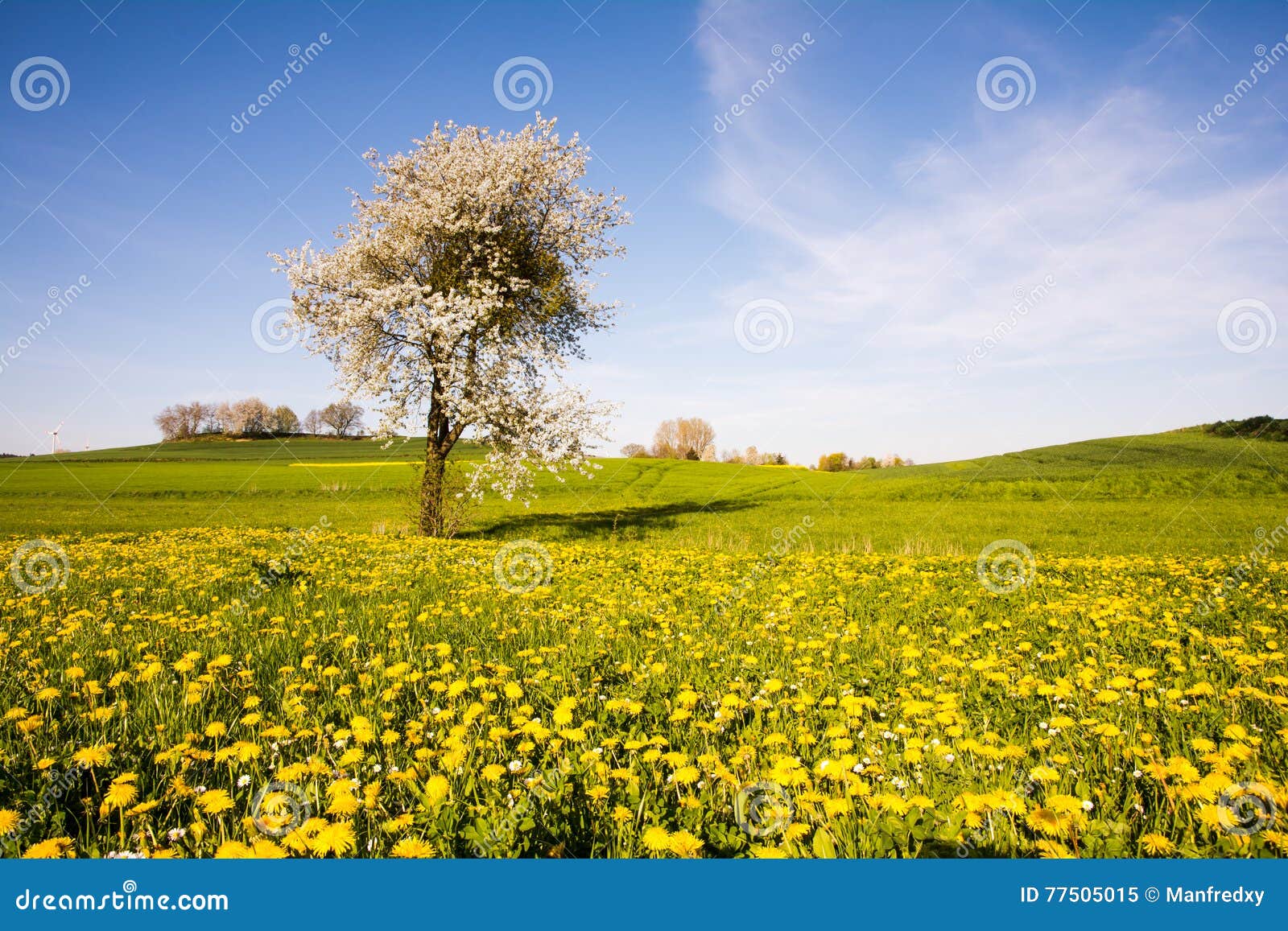 Landscape with a Flowering Tree Stock Image - Image of taraxacum ...