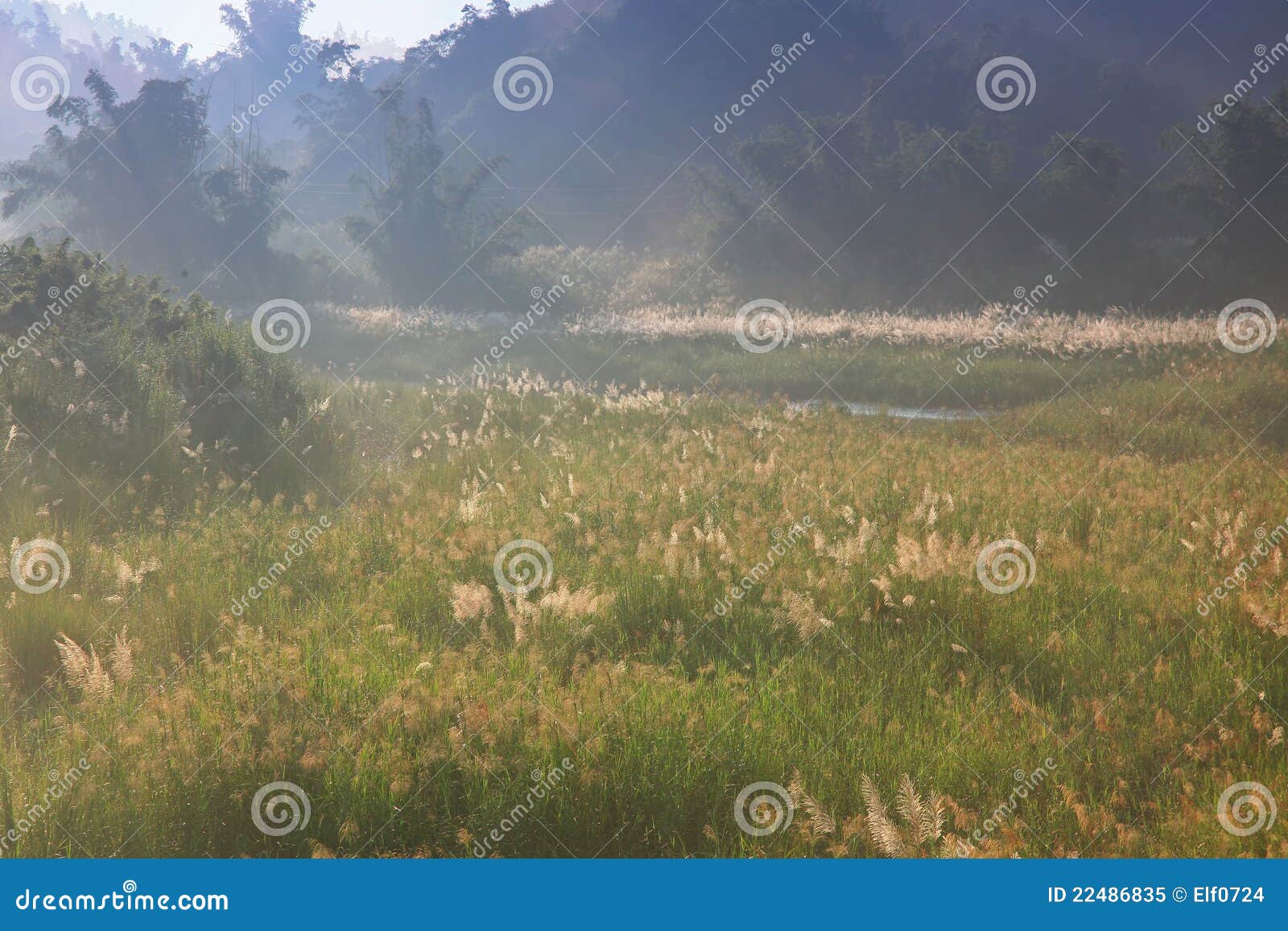 Landscape of Fog and Awn Grass Stock Image - Image of leaf, background ...