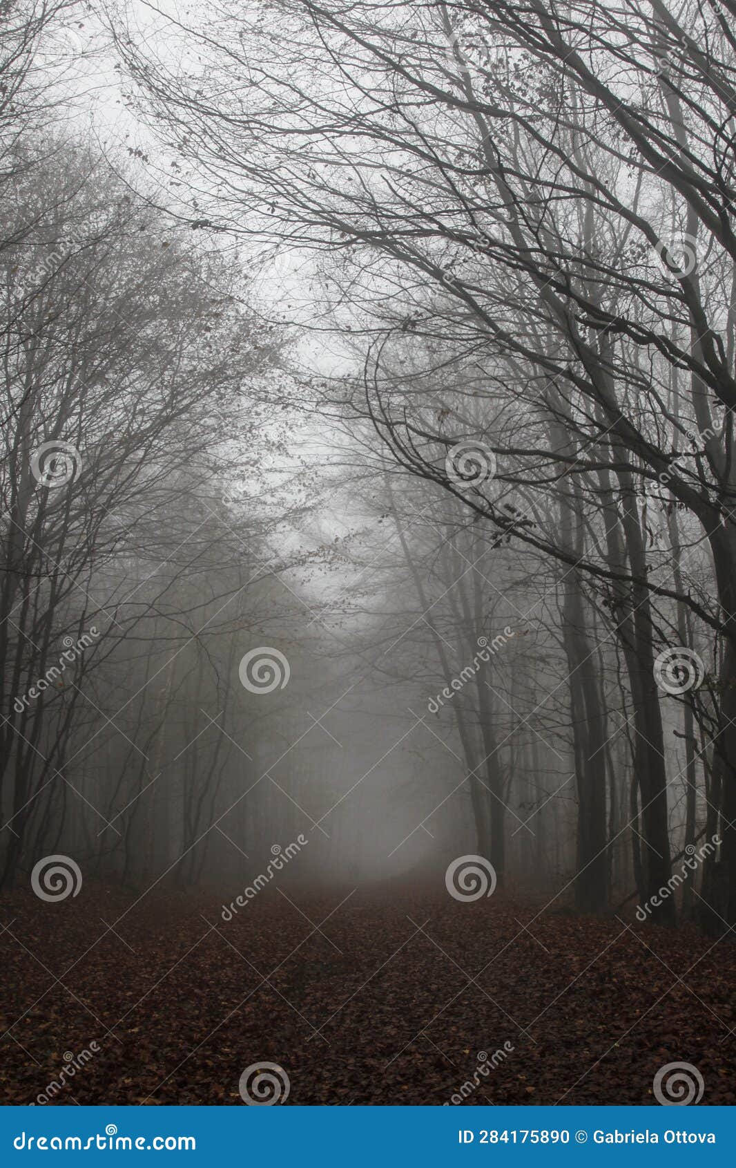 A Landscape with a Foggy Forest Path Stock Photo - Image of plant ...
