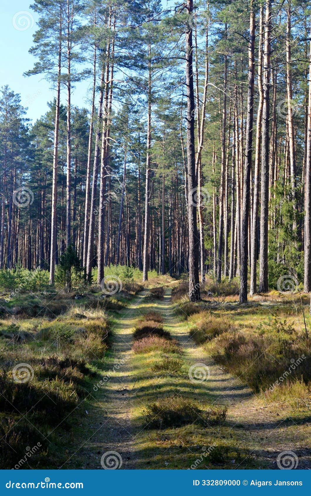 Landscape with Footpath in a Dark Pine Forest Stock Photo - Image of ...