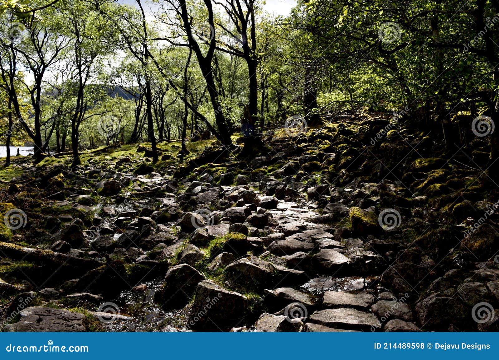 Landscape through a Forest Canopy with Damp Rocks Stock Photo - Image ...
