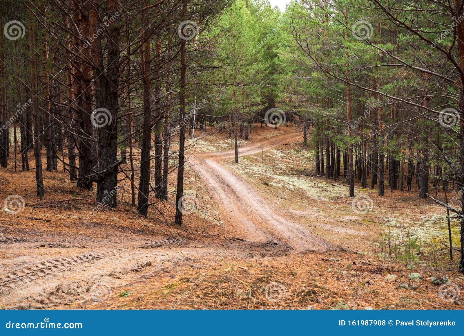 Landscape forest dirt road stock photo. Image of grass - 161987908