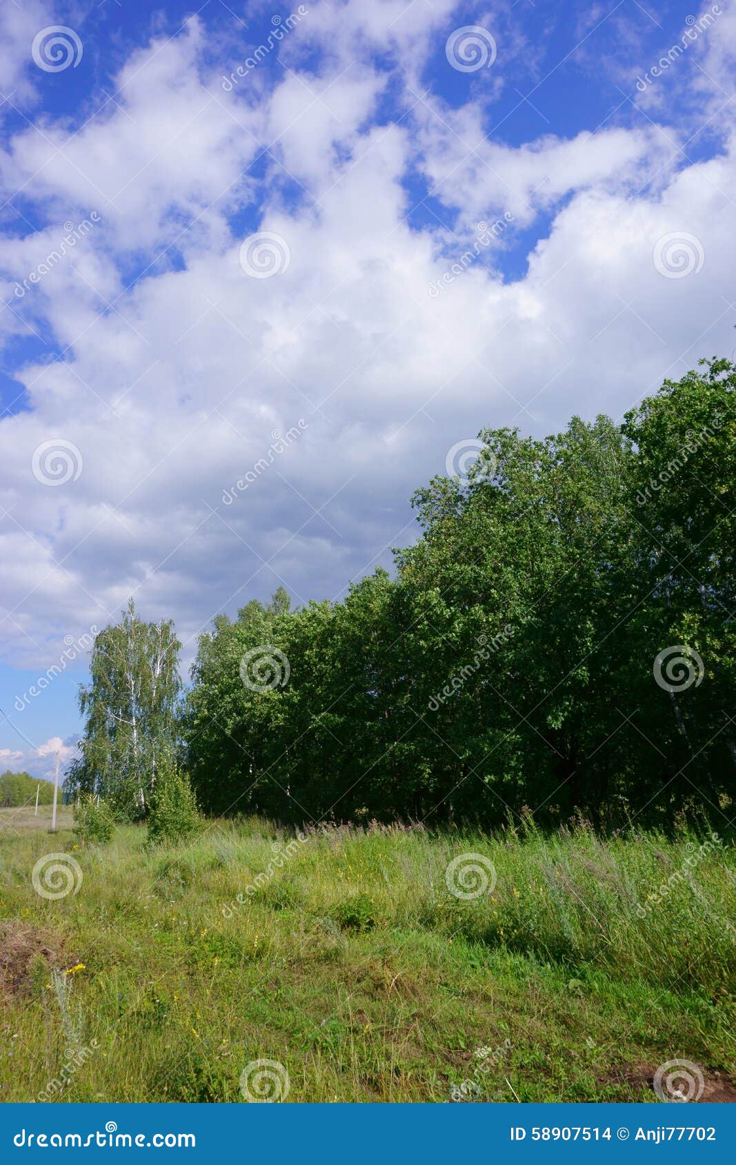 Landscape forest field sky stock photo. Image of grass - 58907514