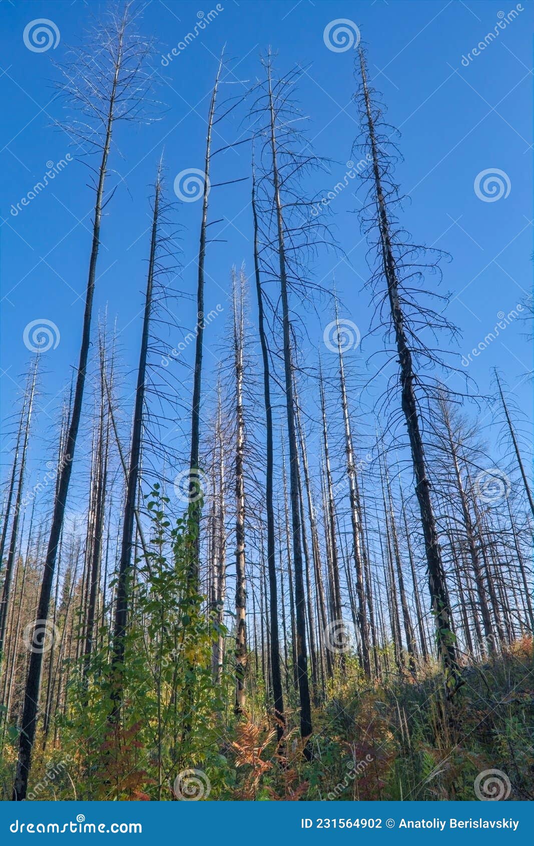 The Landscape after a Forest Fire. Bare Trunks of Fir Trees in the ...