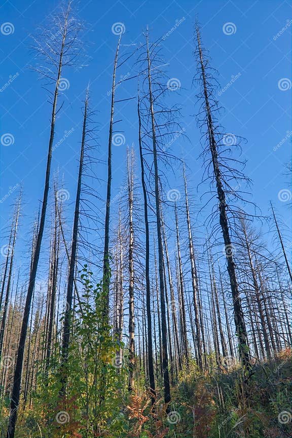 The Landscape after a Forest Fire. Bare Trunks of Fir Trees in the ...