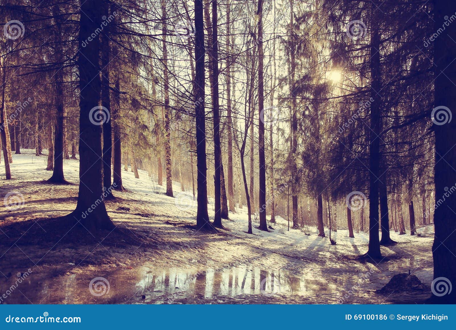 Landscape forest in march stock photo. Image of ecology - 69100186