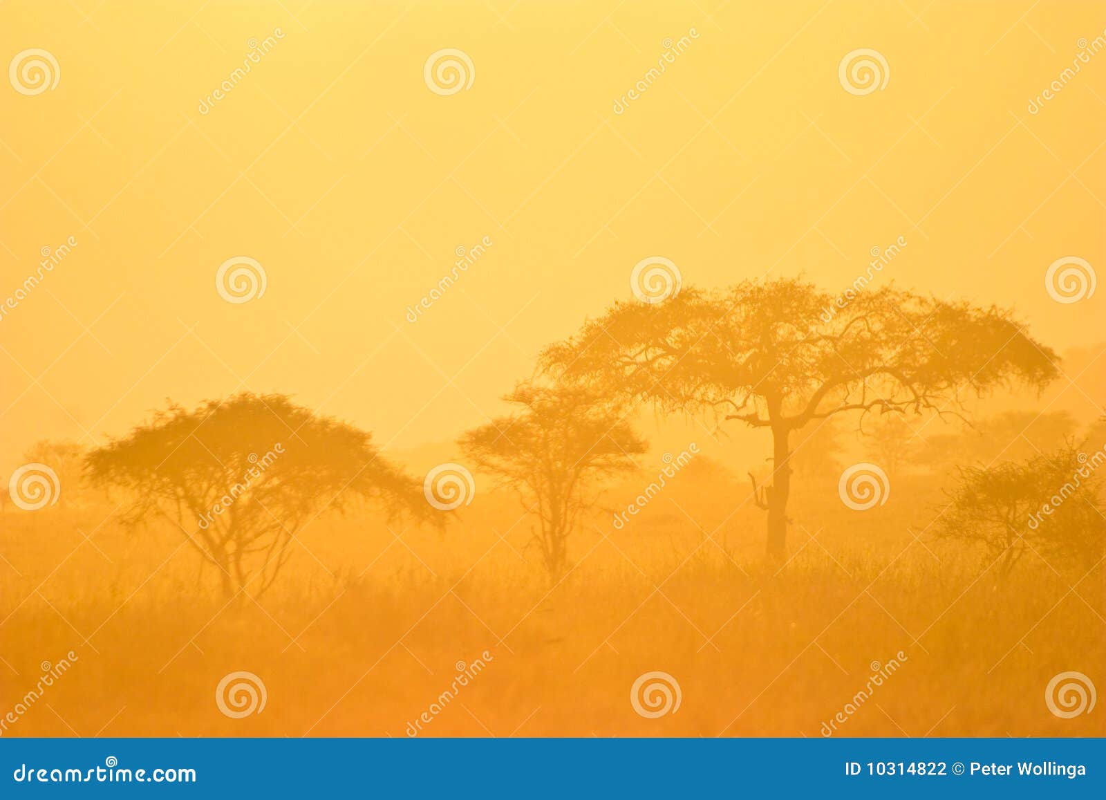 Landscape of a Forest in Morning Mist Stock Photo - Image of kenya ...