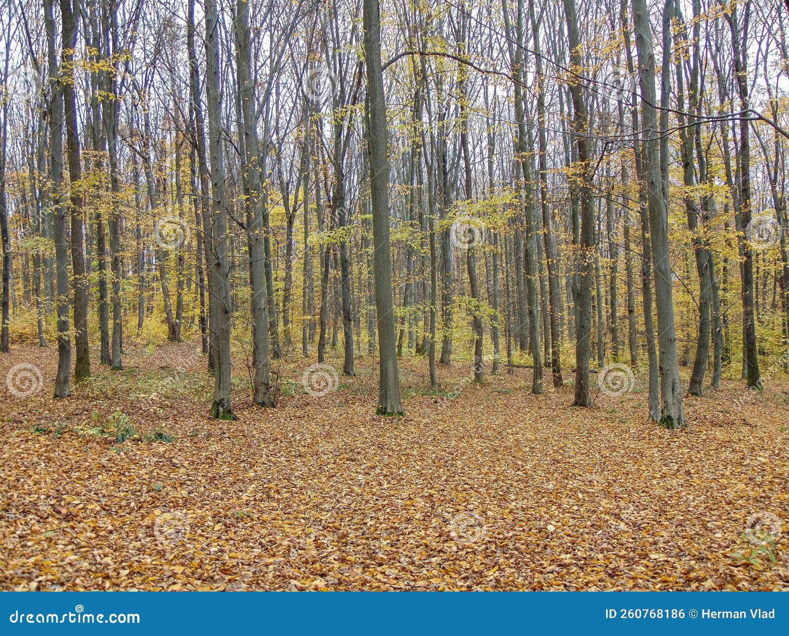 Landscape in the Forest in November. in Maramures County, Romania Stock ...