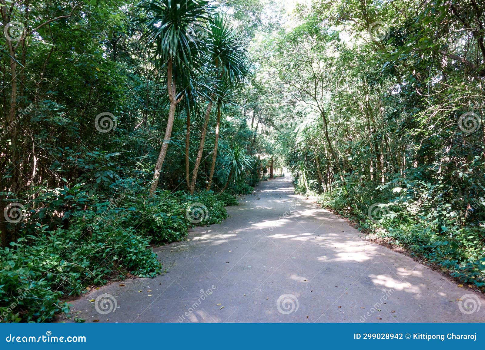 Landscape of a Forest Path Road with Trees. Stock Photo - Image of lawn ...