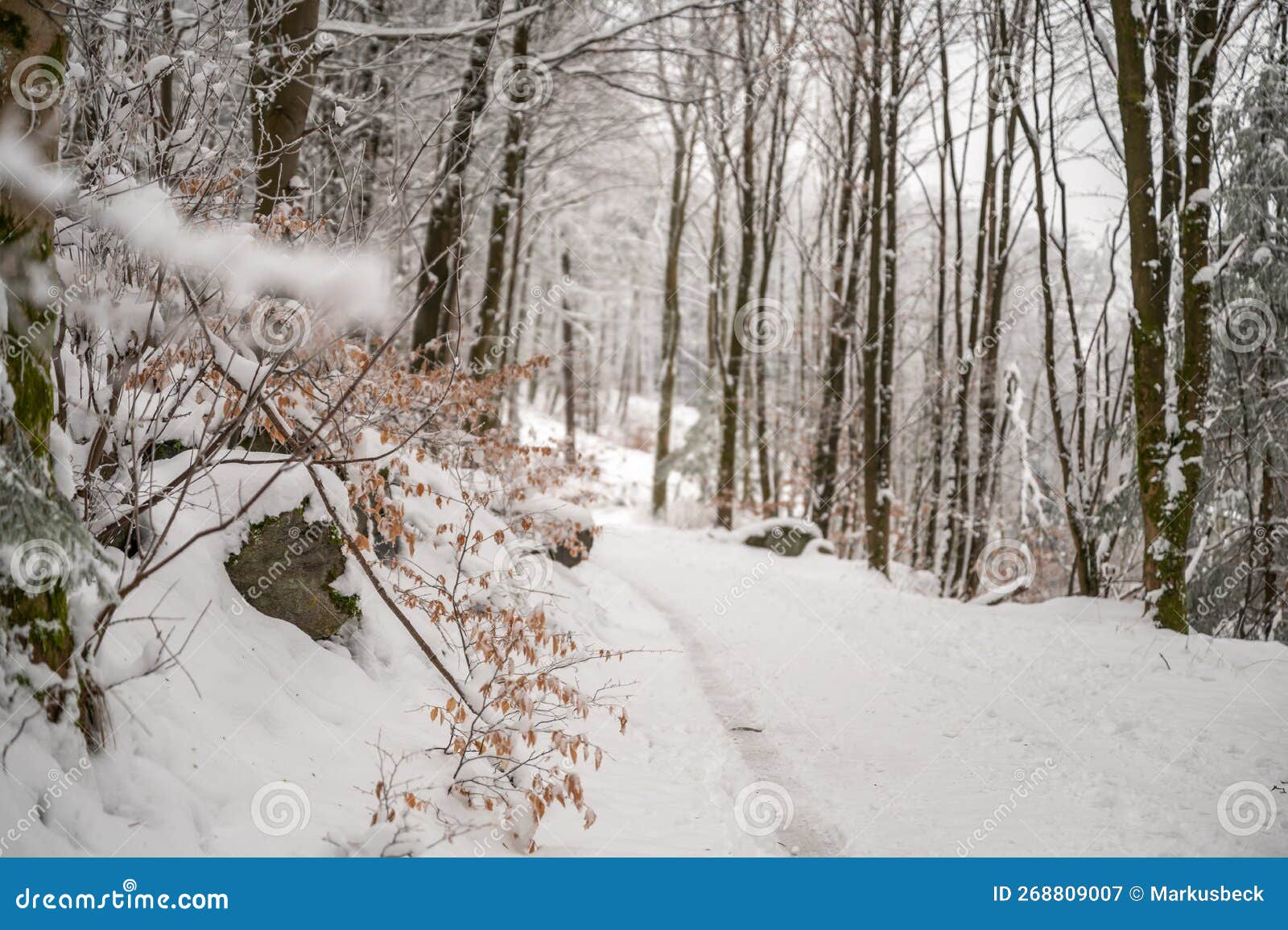 Landscape, Forest Path during Winter with Lots of Snow Stock Image ...