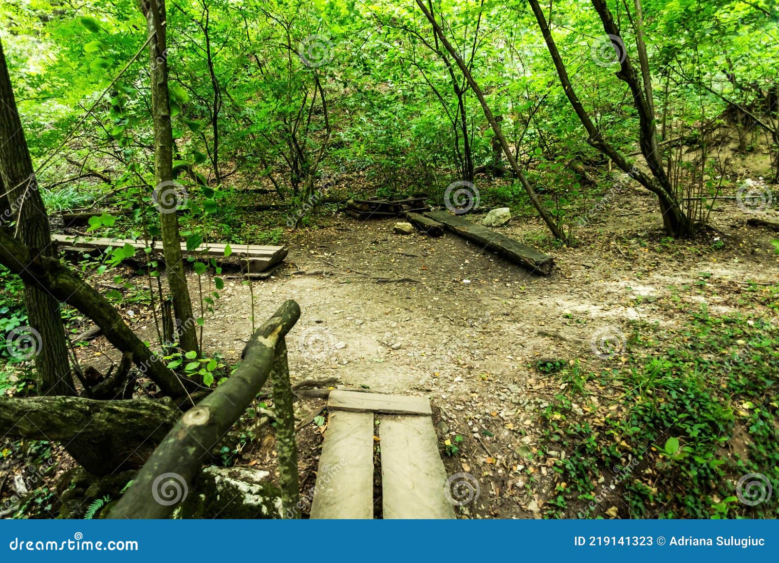 Landscape of a Forest Pathway Stock Image - Image of cheile ...