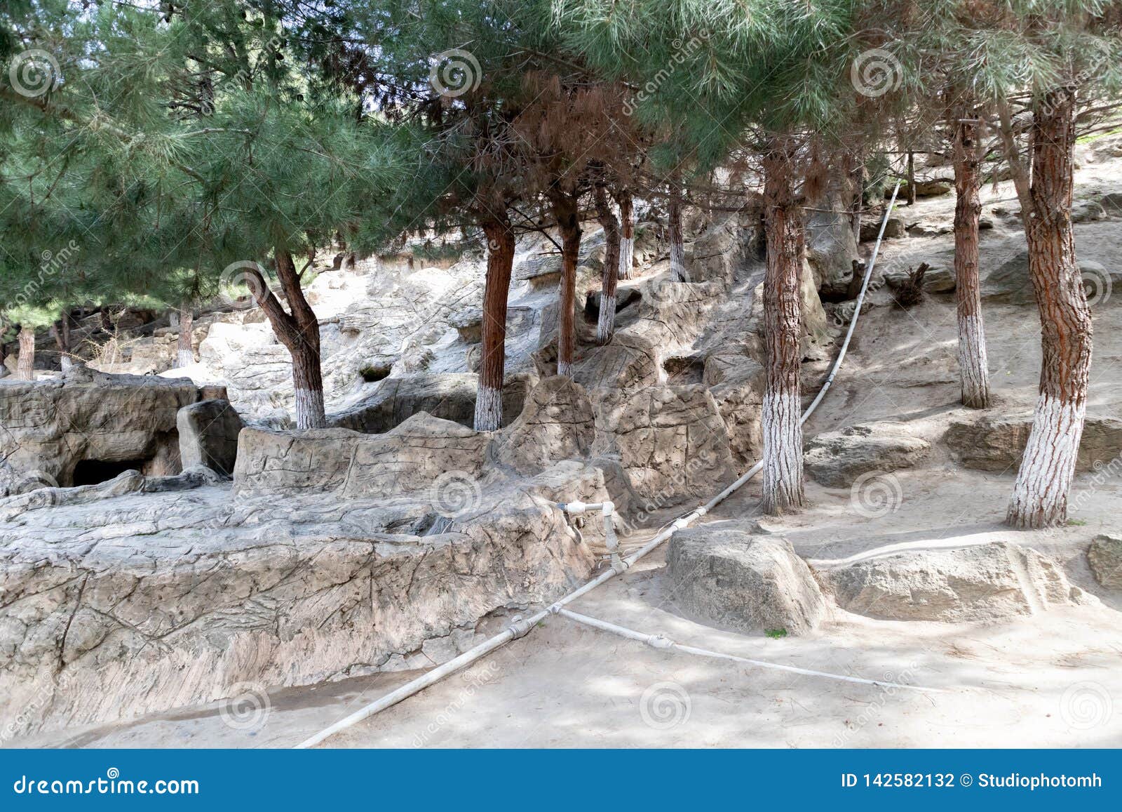 Landscape Forest with Pine Trees and Rocks Stock Photo - Image of ...