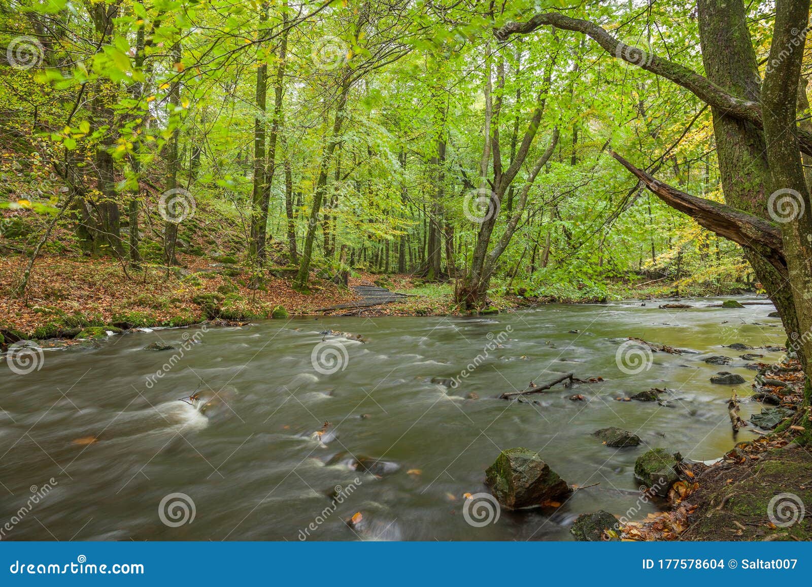 Landscape with Forest and a River in Front. Beautiful Scenery ...