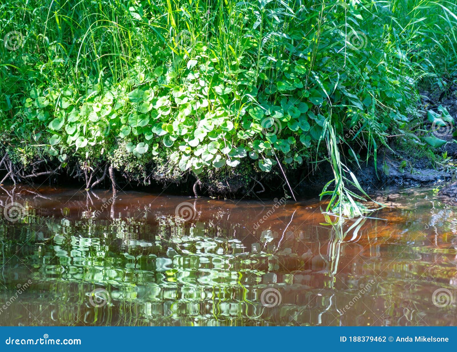 Landscape with Forest River Reflection View, Green Forest River View ...