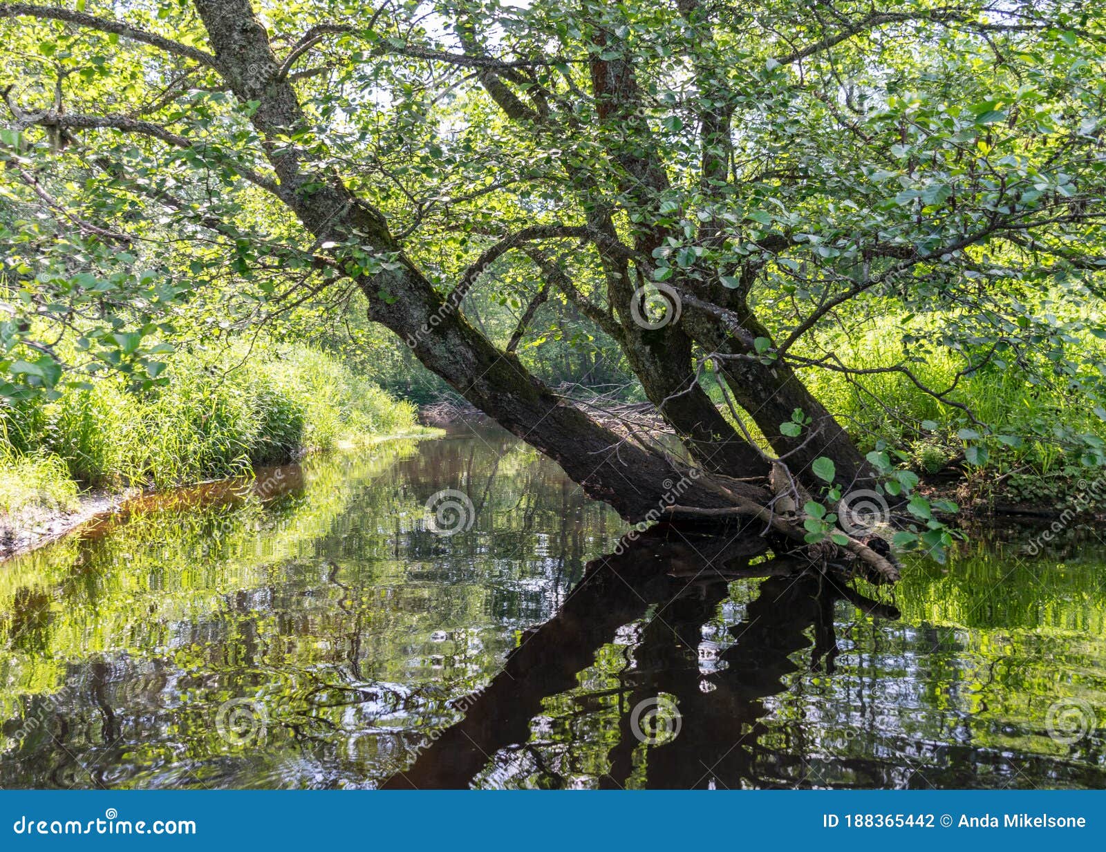 Landscape with Forest River Reflection View, Green Forest River View ...