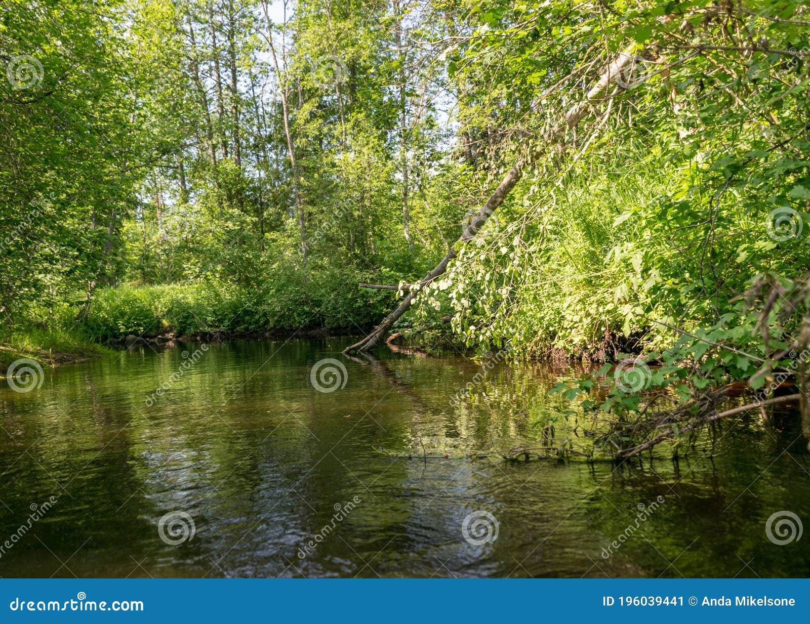 Landscape with Forest River Reflection View, Green Forest River View ...