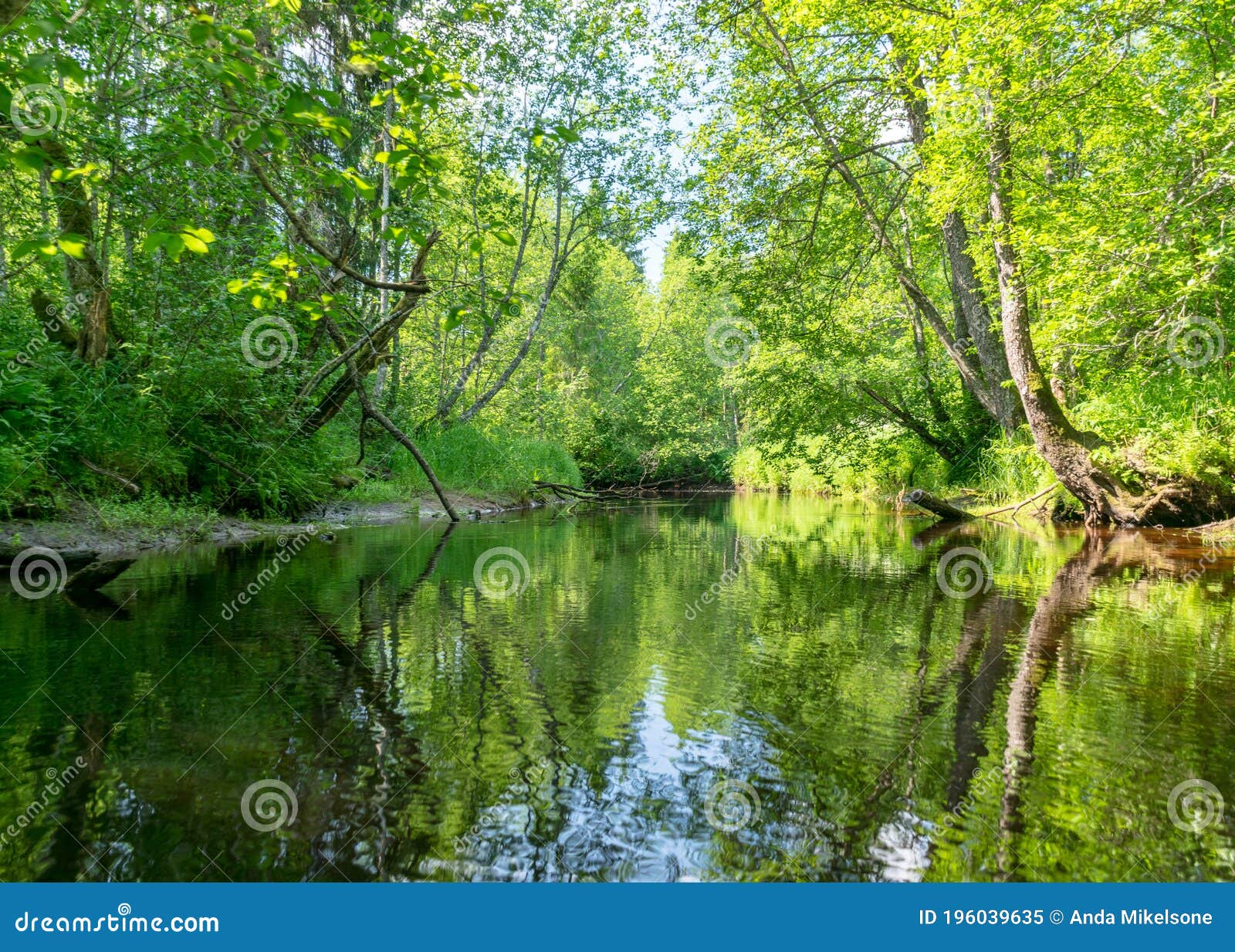 Landscape with Forest River Reflection View, Green Forest River View ...