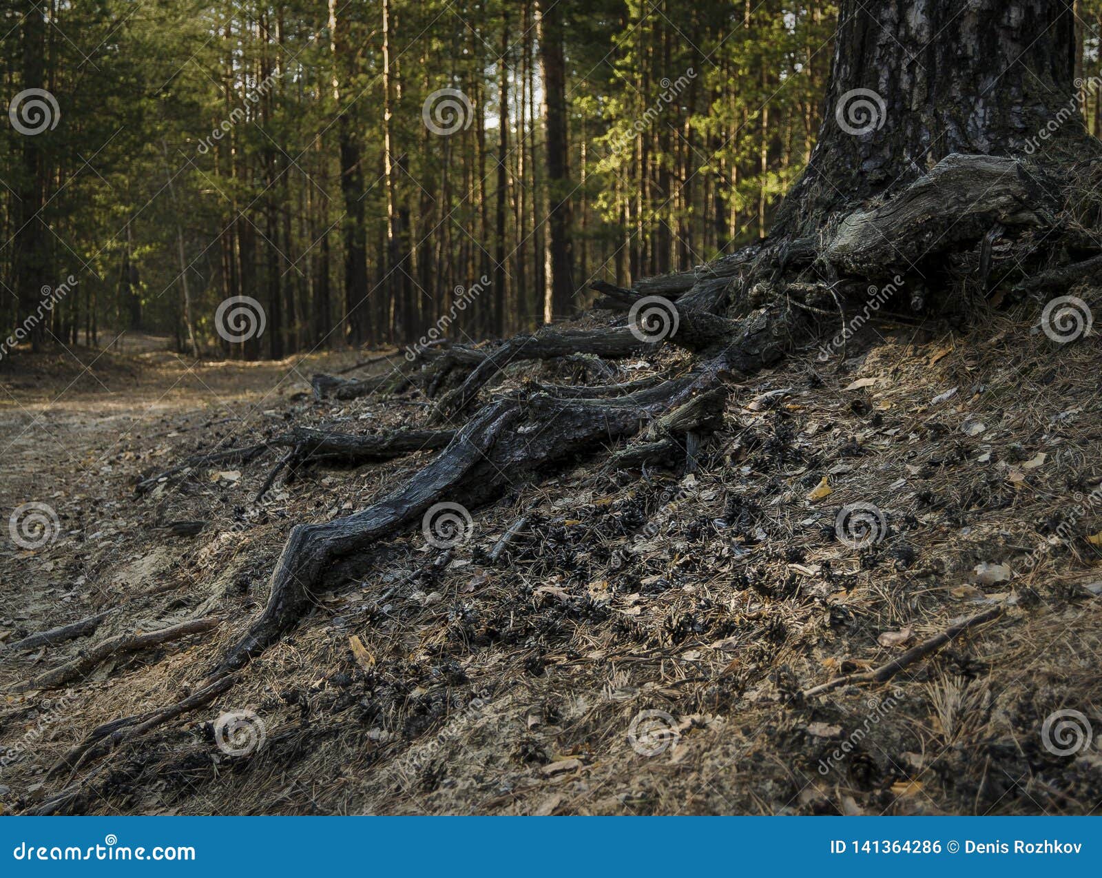Landscape Forest, the Roots of an Old Tree Above the Ground Stock Photo ...