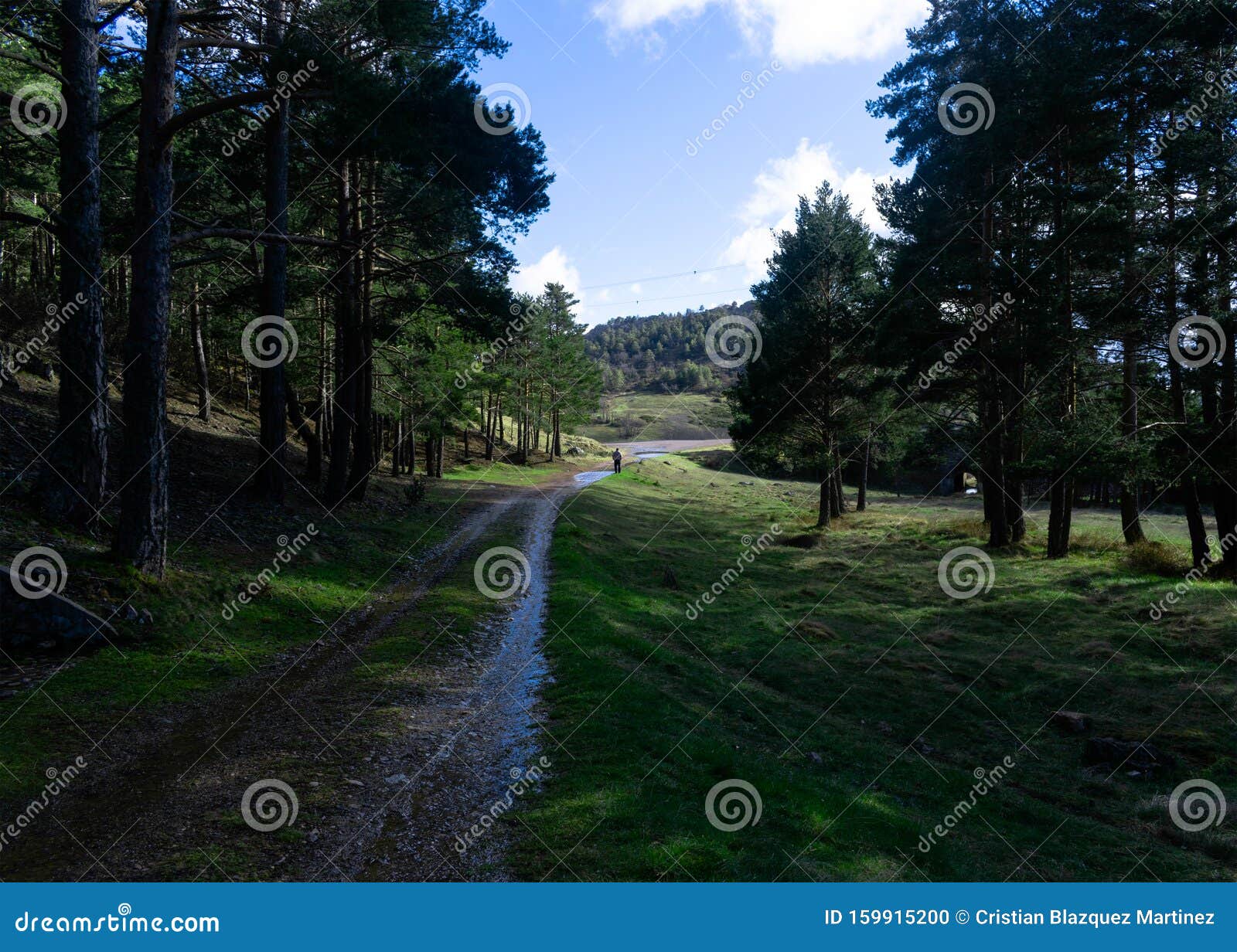 Landscape of a Forest with a Small Path and a Man in the Distance Stock ...