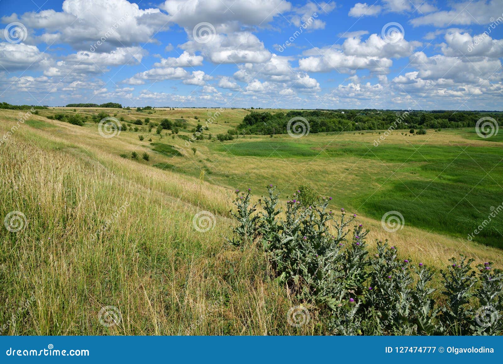 Landscape Forest Steppe Stock Photos - Royalty Free Images