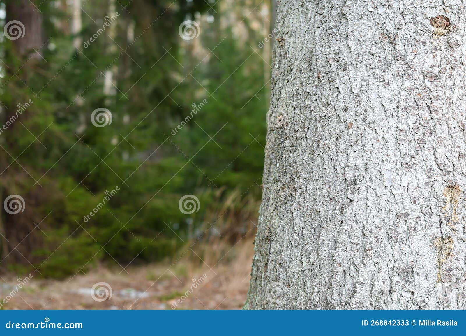 Tree and hay stock image. Image of forest, backgrounds - 268842333