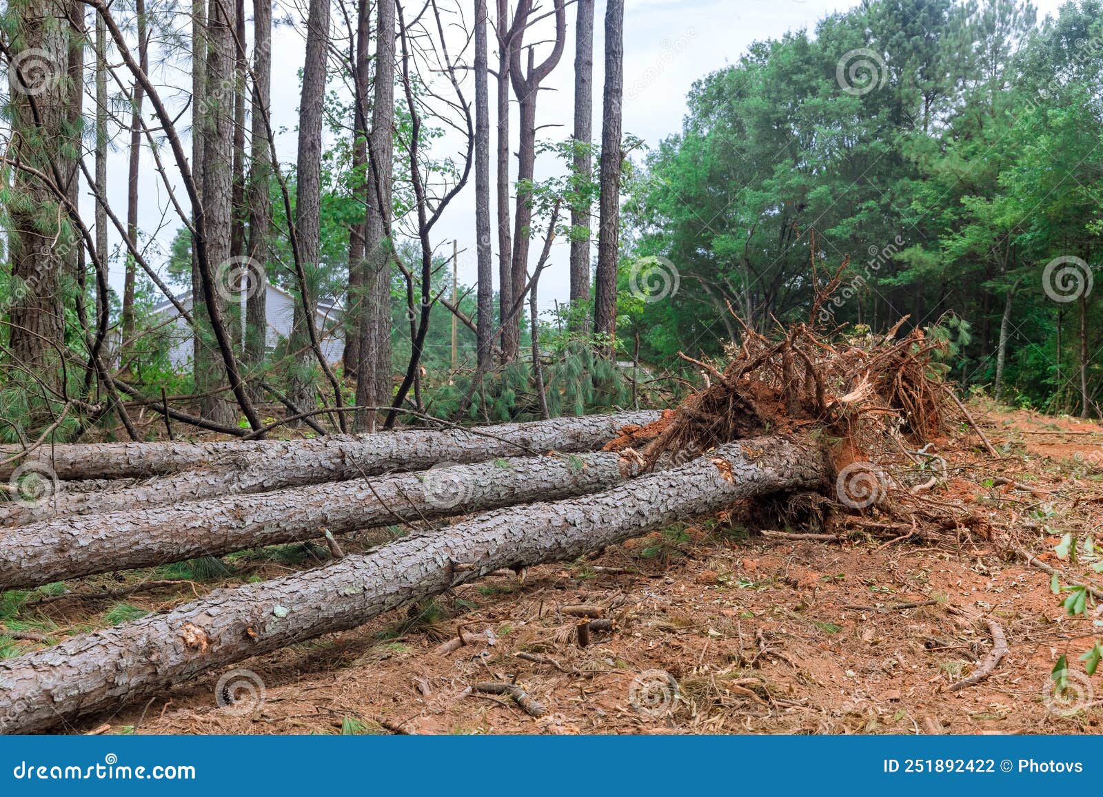 Landscape of Forests Being Cut Down Fresh Tree Roots Being Chopped Down ...