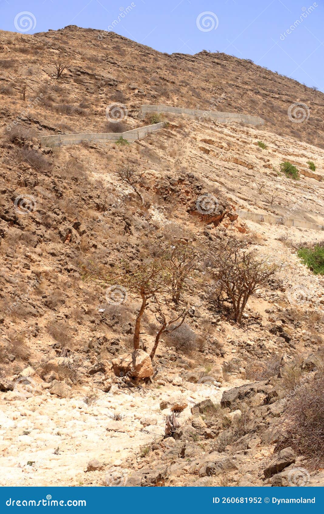 Landscape with Frankincense Trees in Dhofar Mountains, Oman Stock Photo ...
