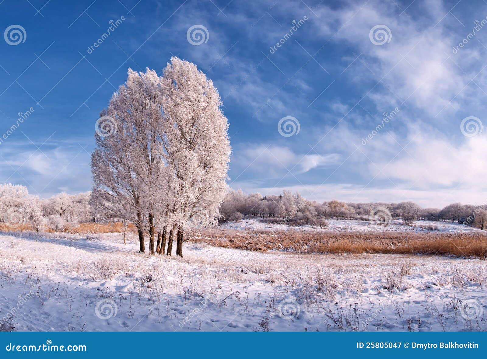 Landscape with frozen tree stock image. Image of season - 25805047