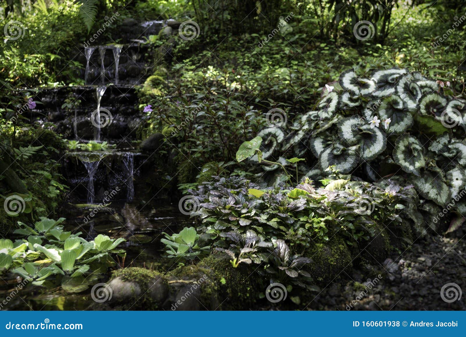 Landscape Full of Vegetation Typical of Latin America Stock Photo ...