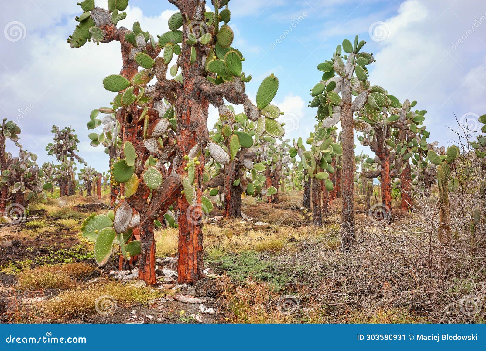 Landscape with Galapagos Giant Cactus, Galapagos Islands, Ecuador Stock ...