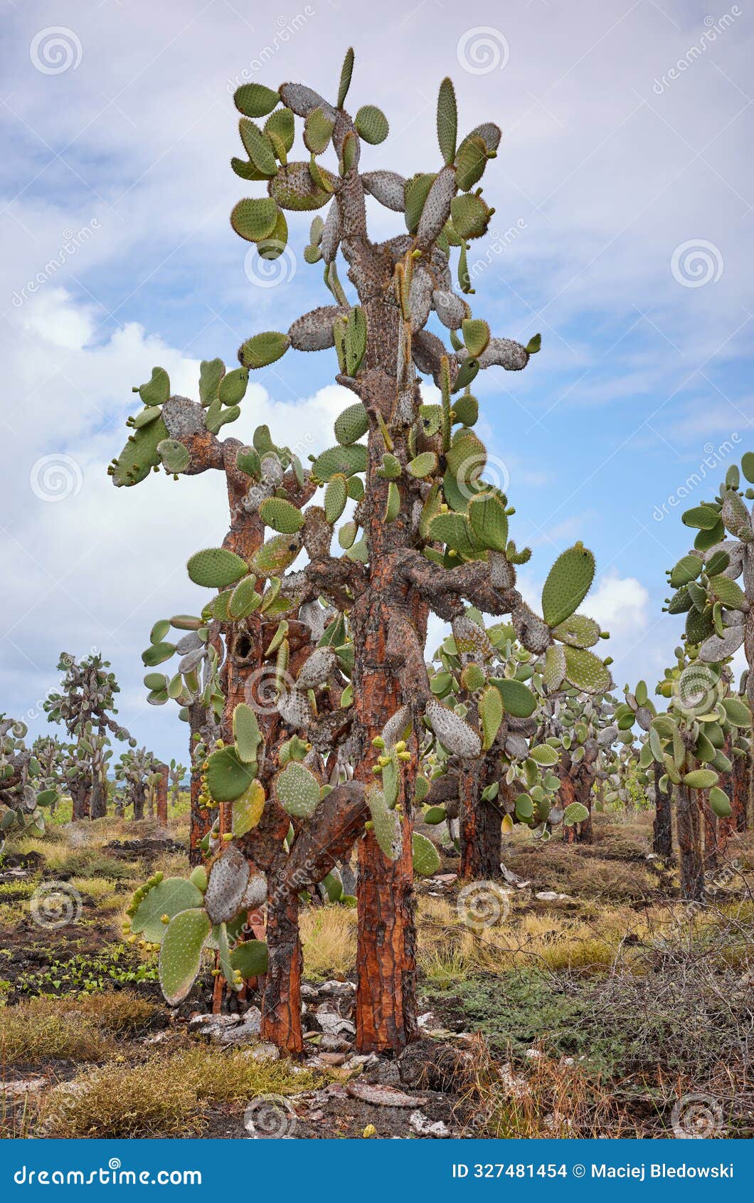 Landscape with Galapagos Giant Cactus, Galapagos Islands, Ecuador Stock ...