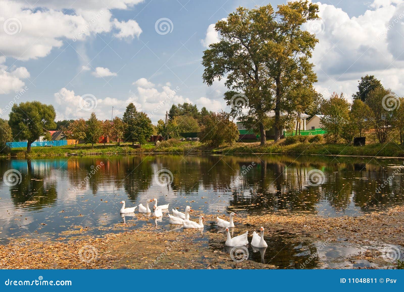 Landscape with geese stock image. Image of white, goose - 11048811