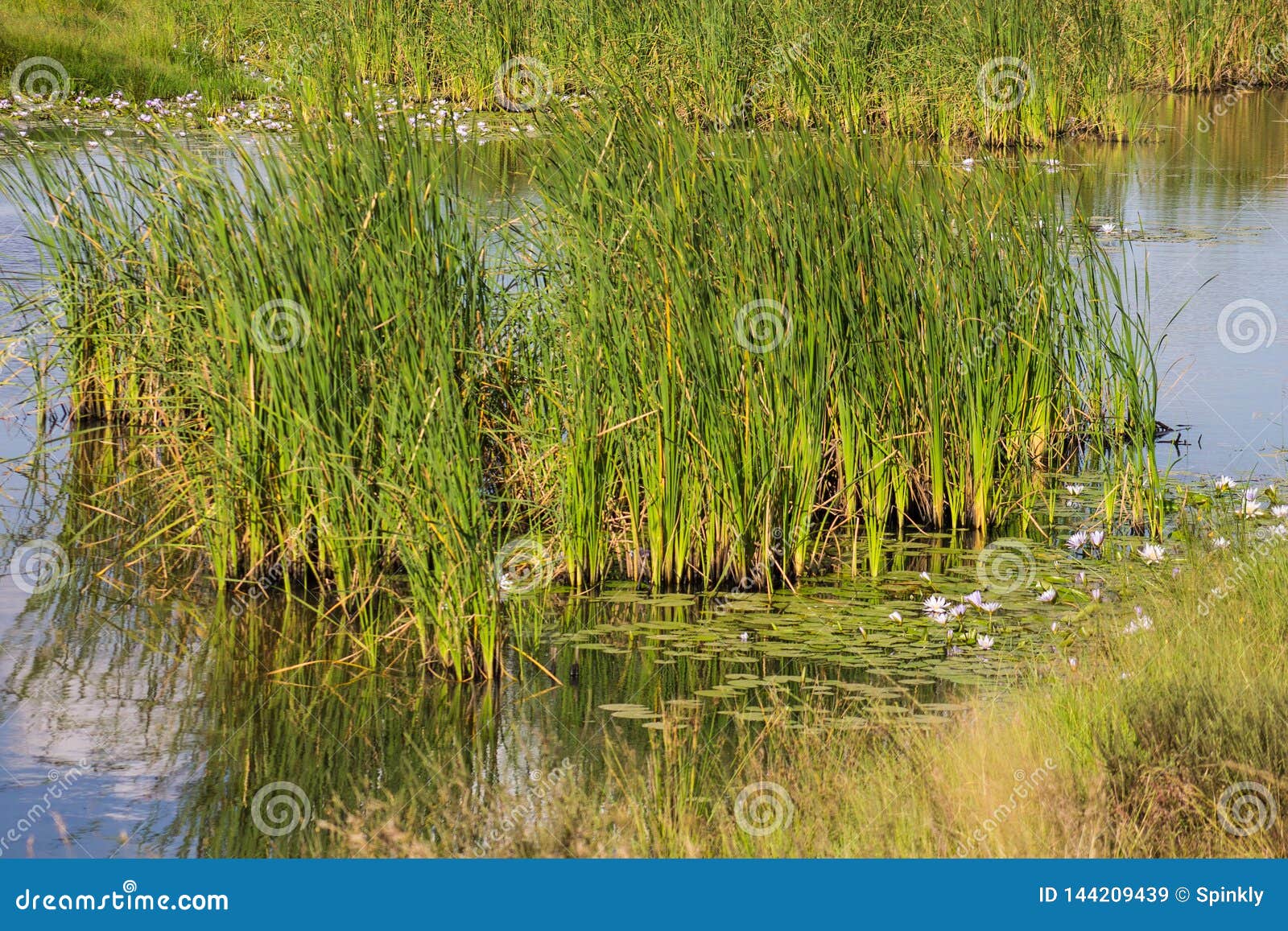 Landscape of Generic Vegetation in the Water Stock Image - Image of ...
