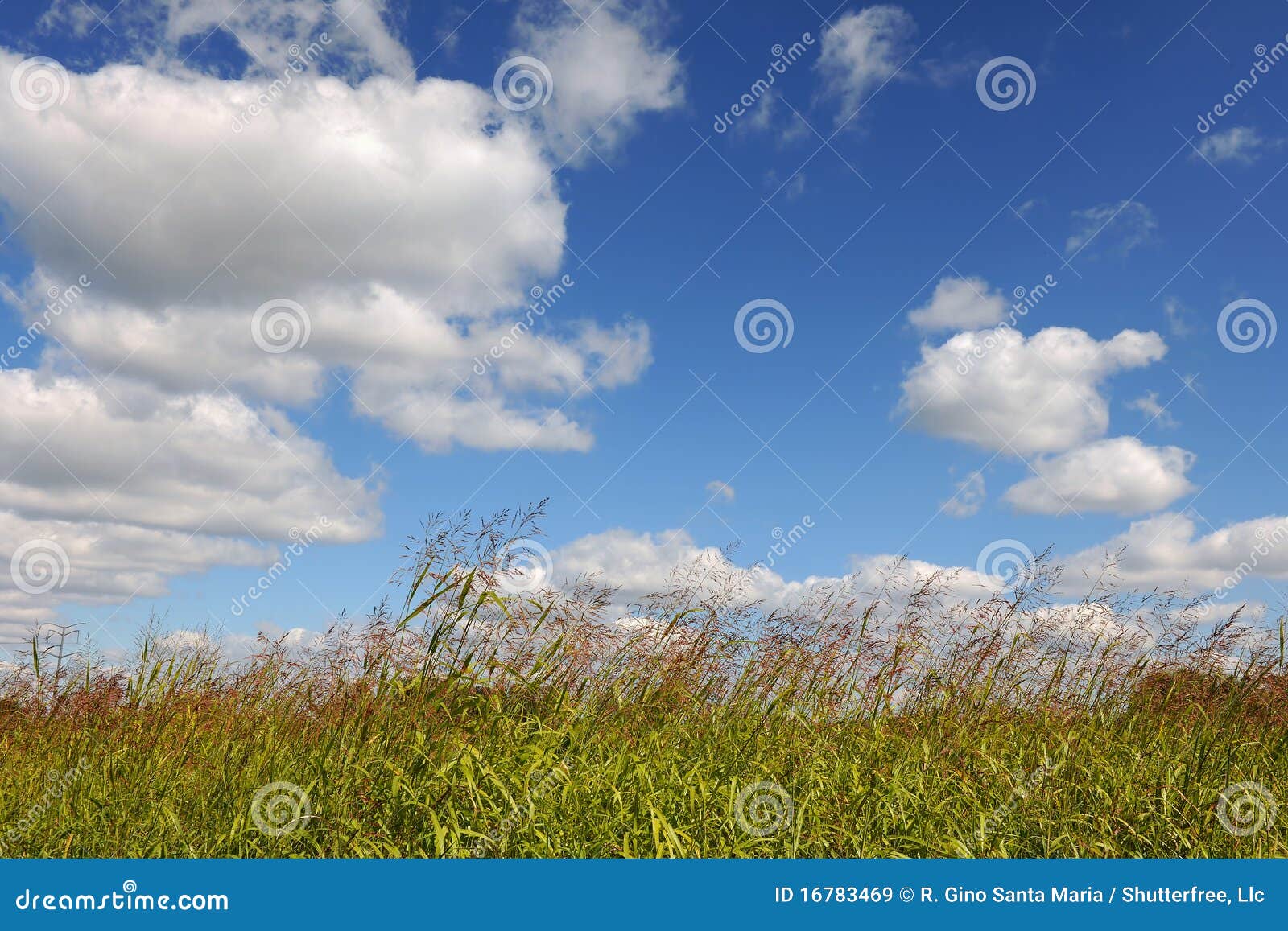 Landscape with Glassland stock image. Image of grassland - 16783469