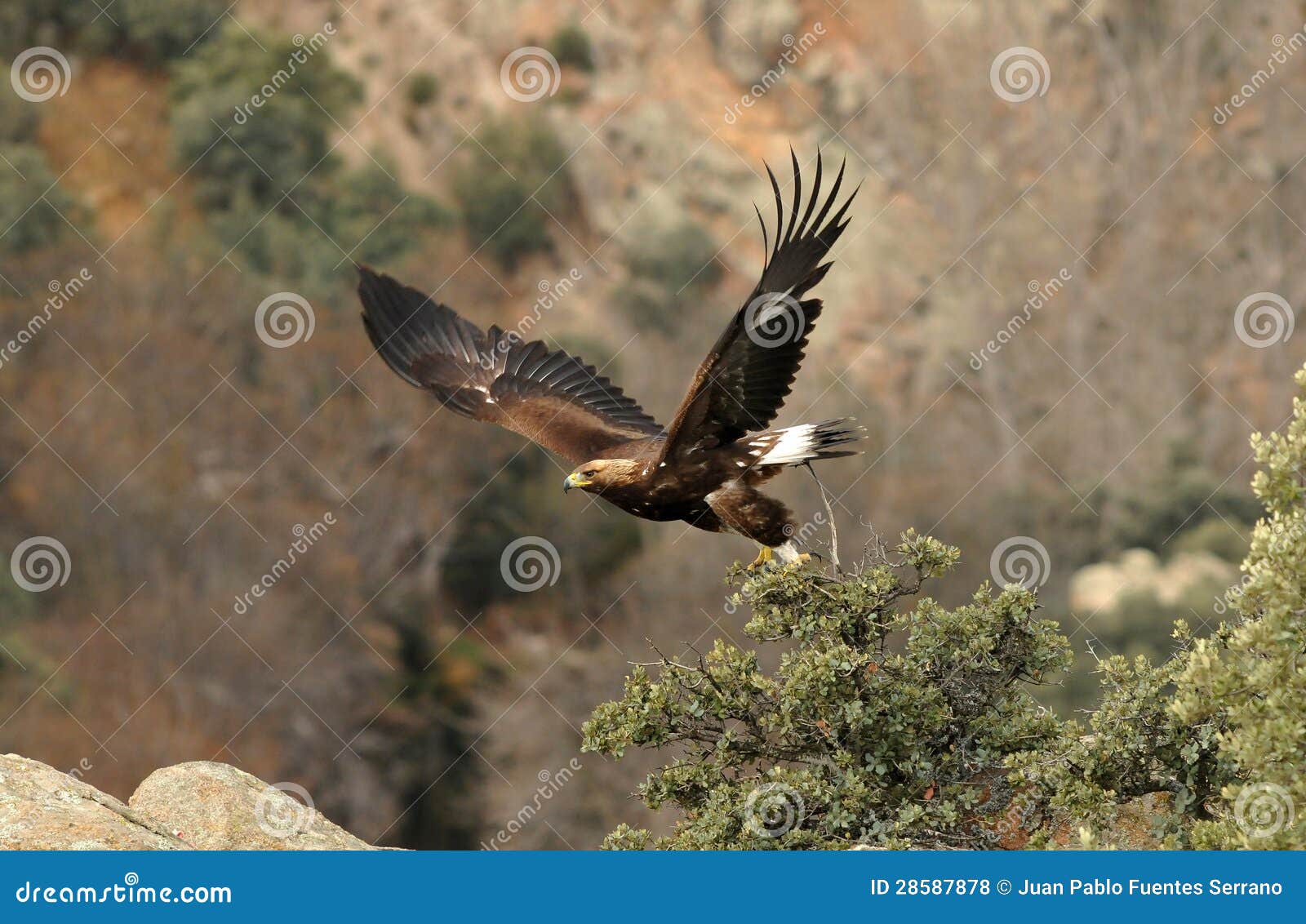Landscape with Golden Eagles Flying Stock Photo - Image of animal ...