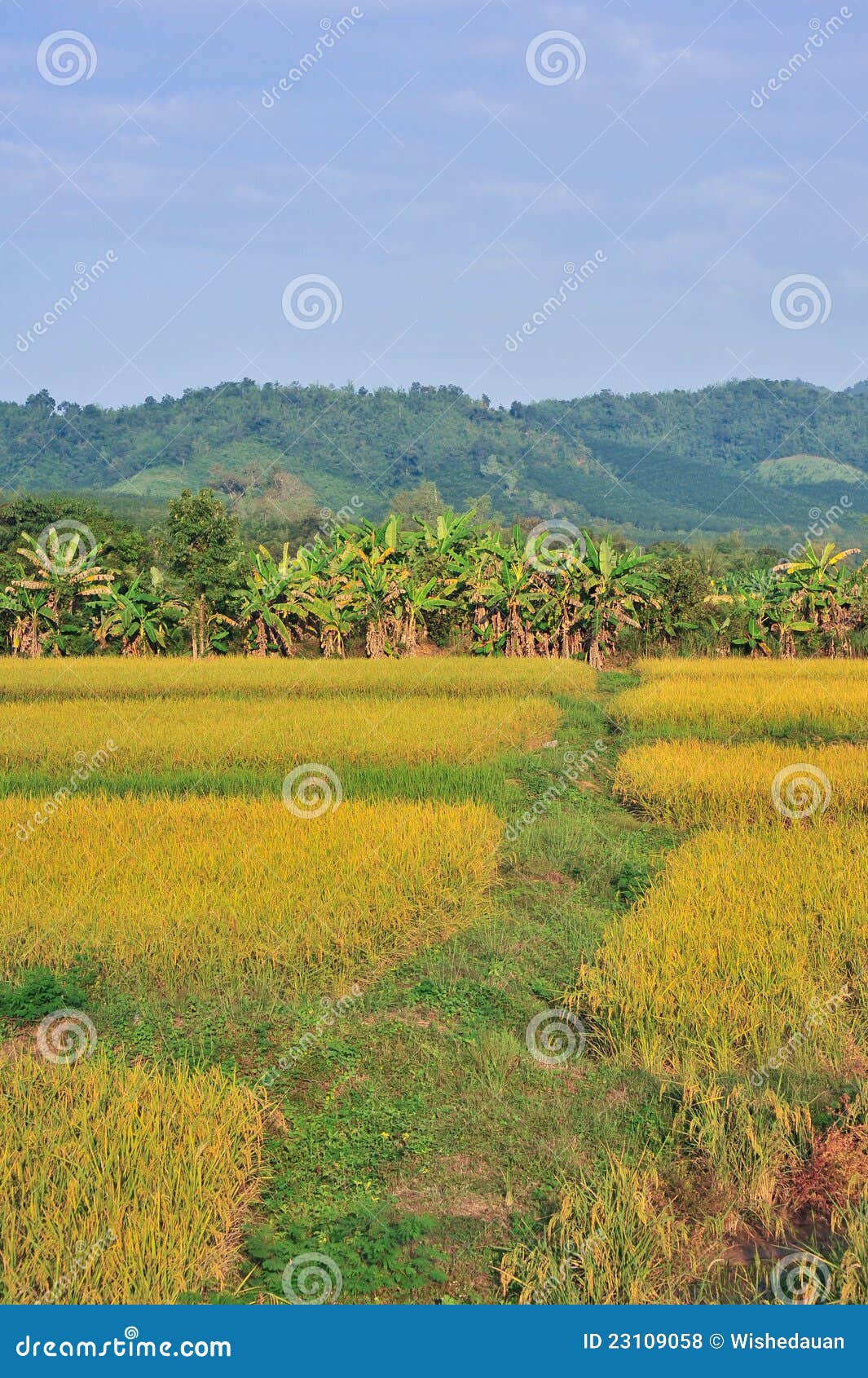 Landscape Golden Rice Field Mountain Stock Photo - Image of mountain ...