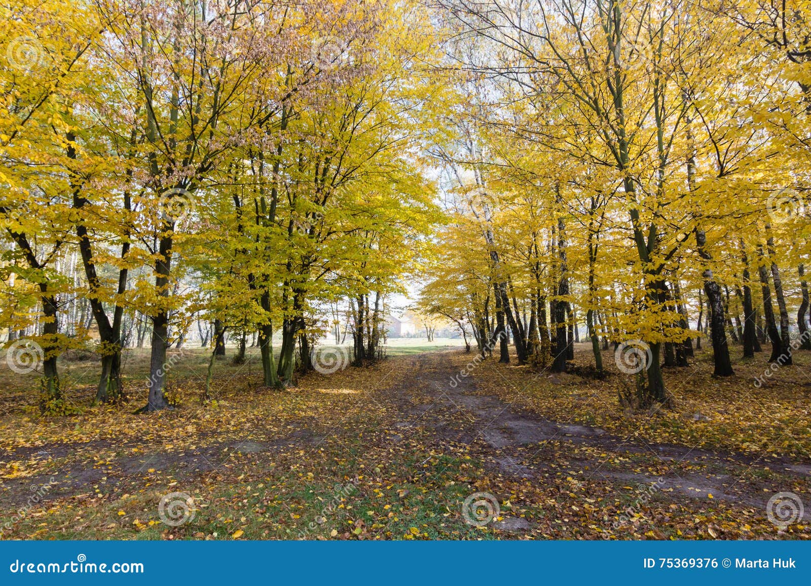 Landscape of Golden Yellow Trees Stock Photo - Image of fall, outdoors ...