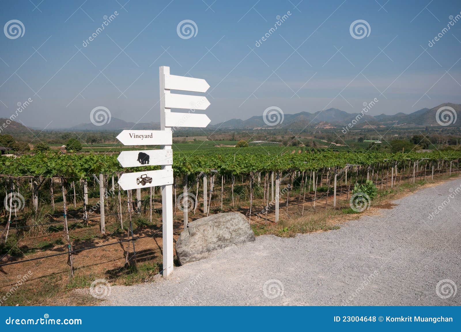 Landscape of grape farm stock photo. Image of growth - 23004648