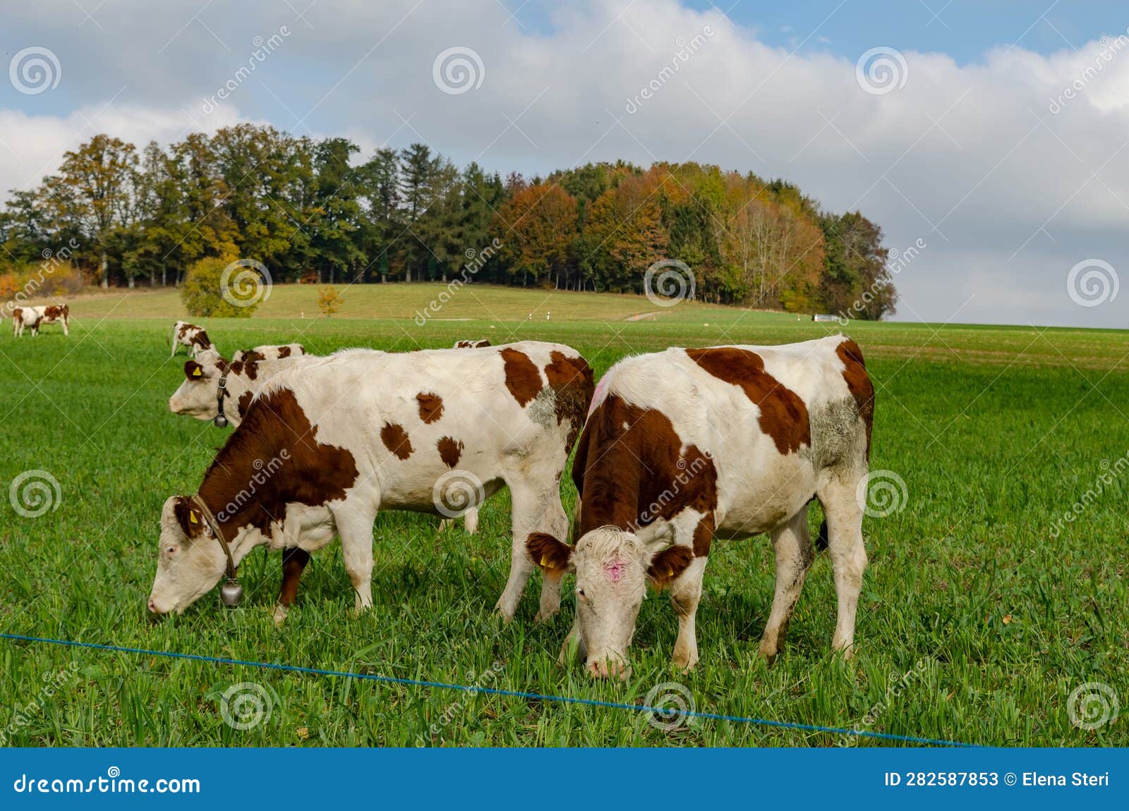 Field with cows stock image. Image of fields, pasture - 282587853