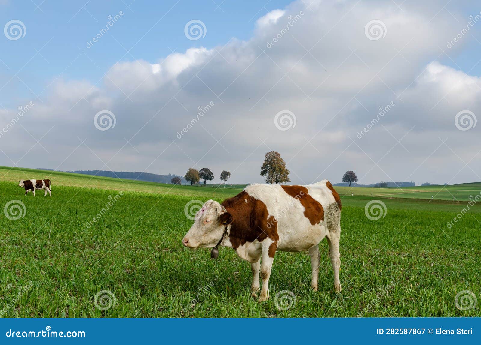 Field with cows stock image. Image of grassland, road - 282587867