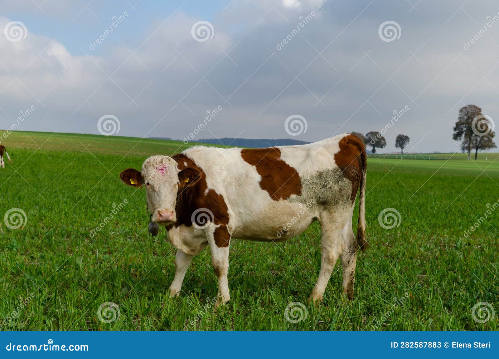 Field With Cows Stock Image Image Of Cows Hill Field 282587883