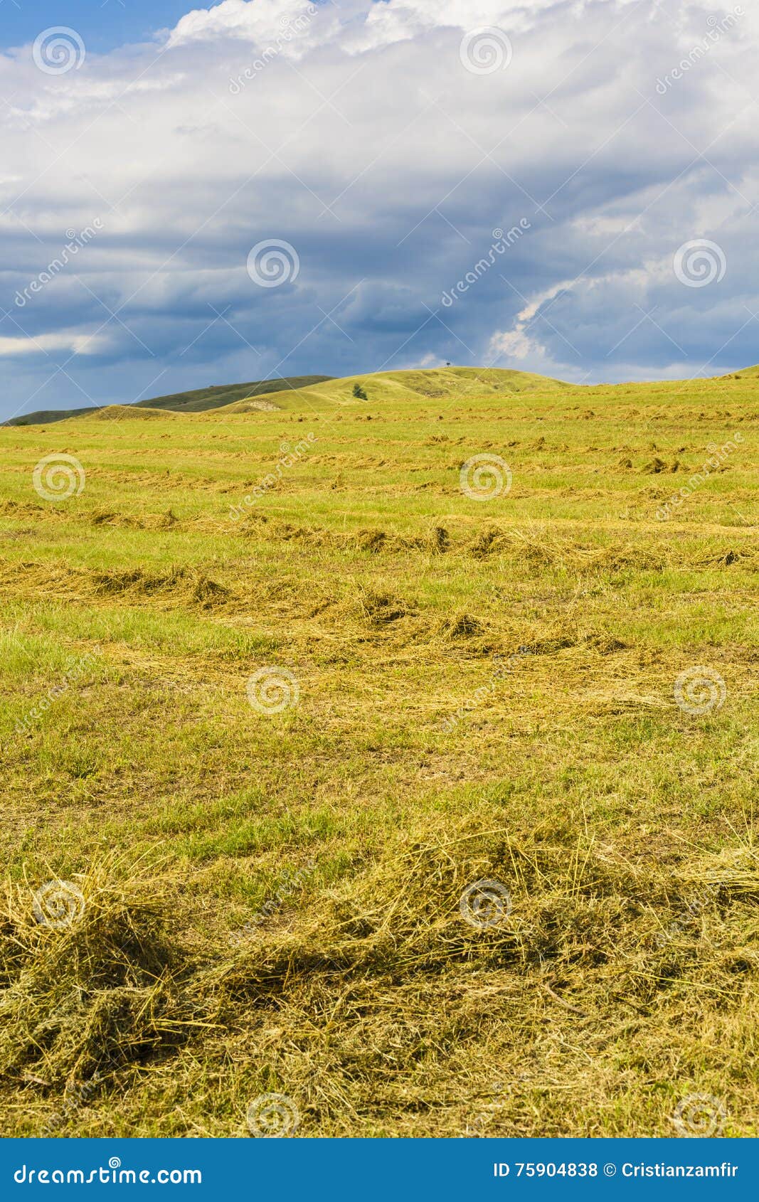 Landscape with Grass on a Hill Stock Photo - Image of landscape ...