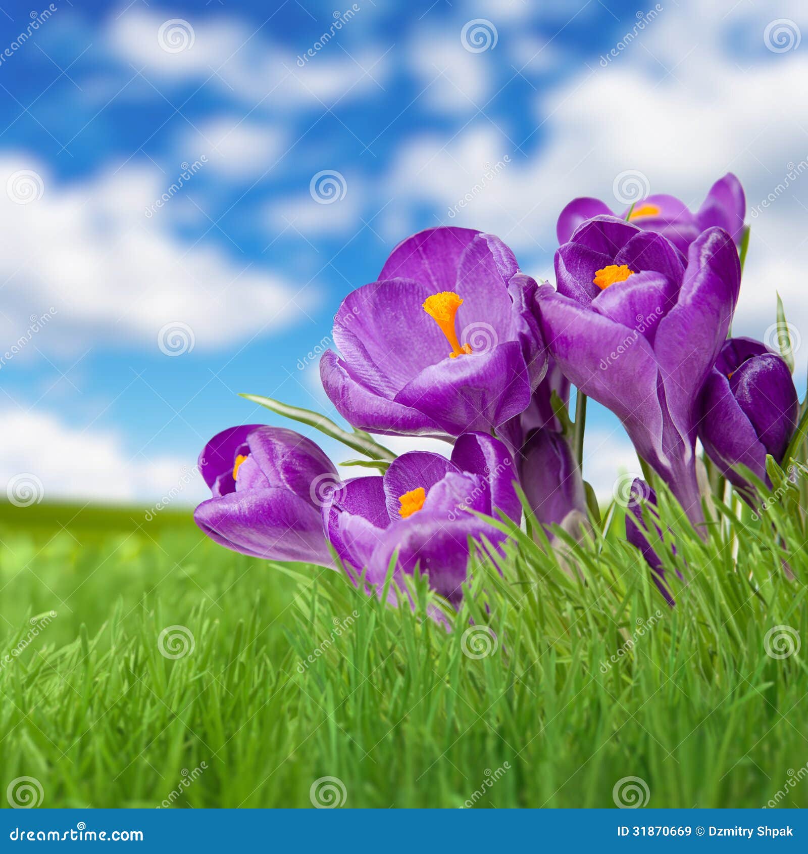 Violet Fliower Stock Photos - Free & Royalty-Free Stock Photos from ...