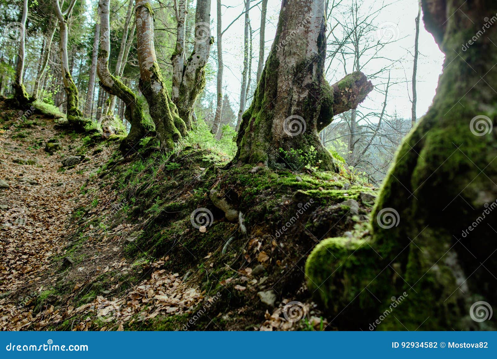 Landscape of Great Mystery Forest Stock Photo - Image of scenic ...