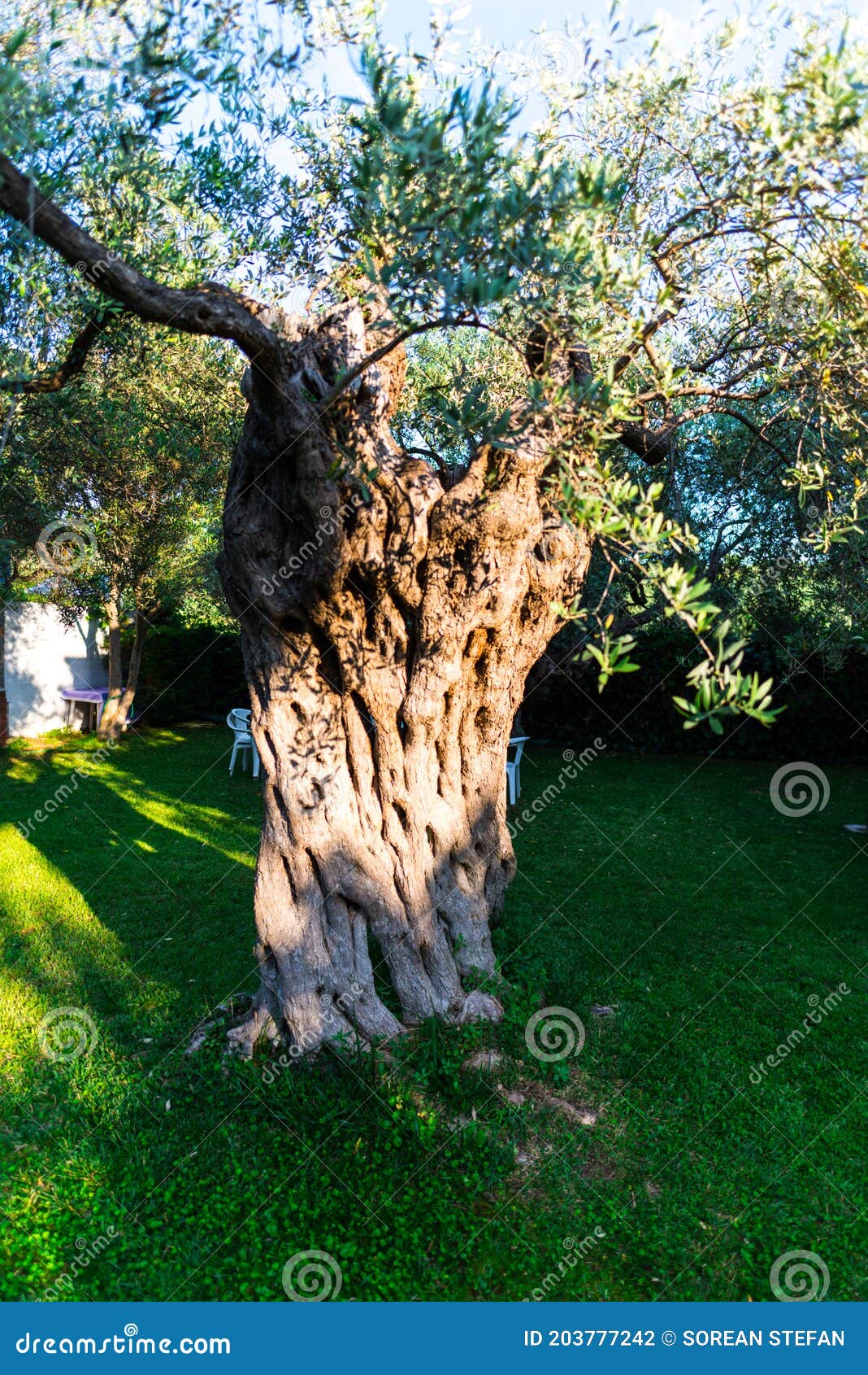 Landscape in Greece with Old Trees Thassos Island Stock Photo - Image ...