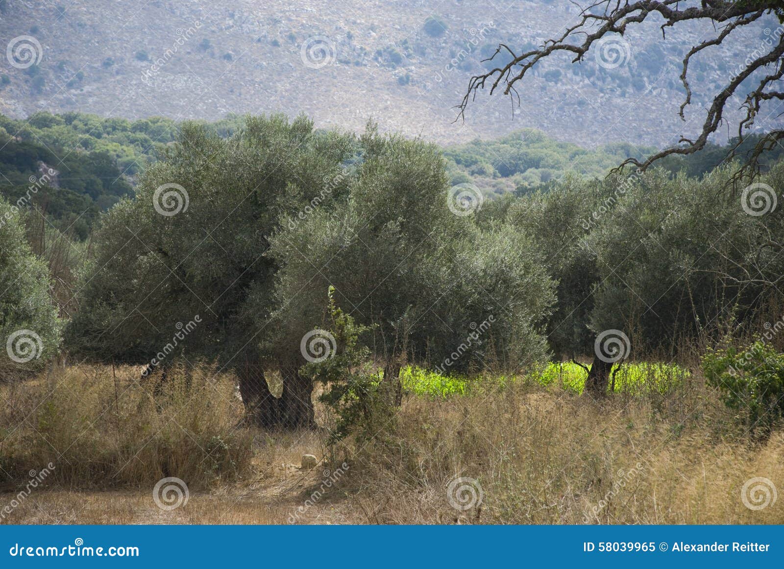Landscape of Greek Olive Trees, Greece Stock Image - Image of trees ...