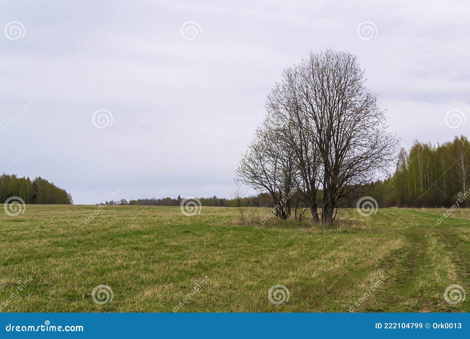 Landscape green field stock image. Image of grassland - 222104799